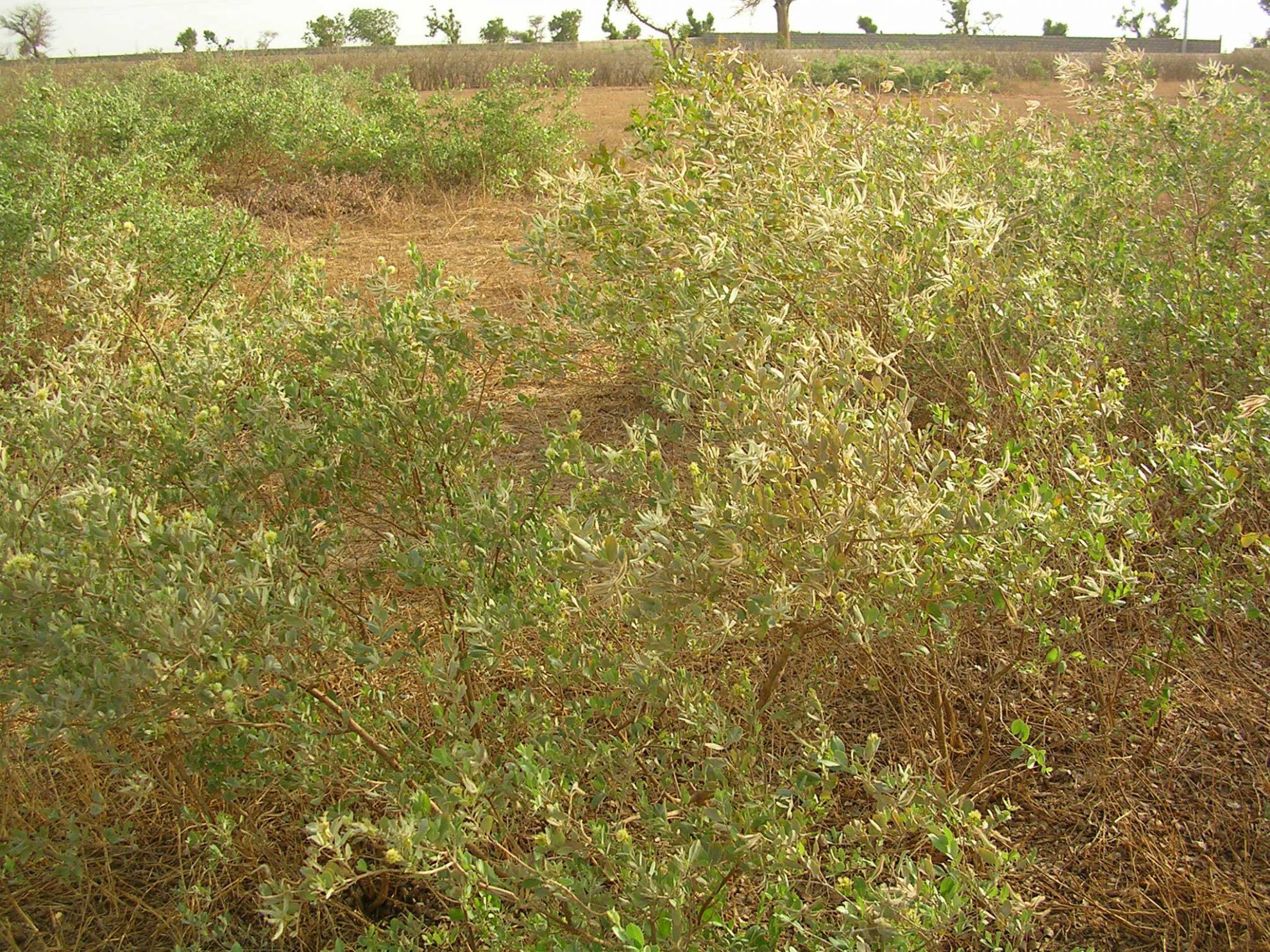 Le Nguer - DakarMedias.com -L'info en temps réel